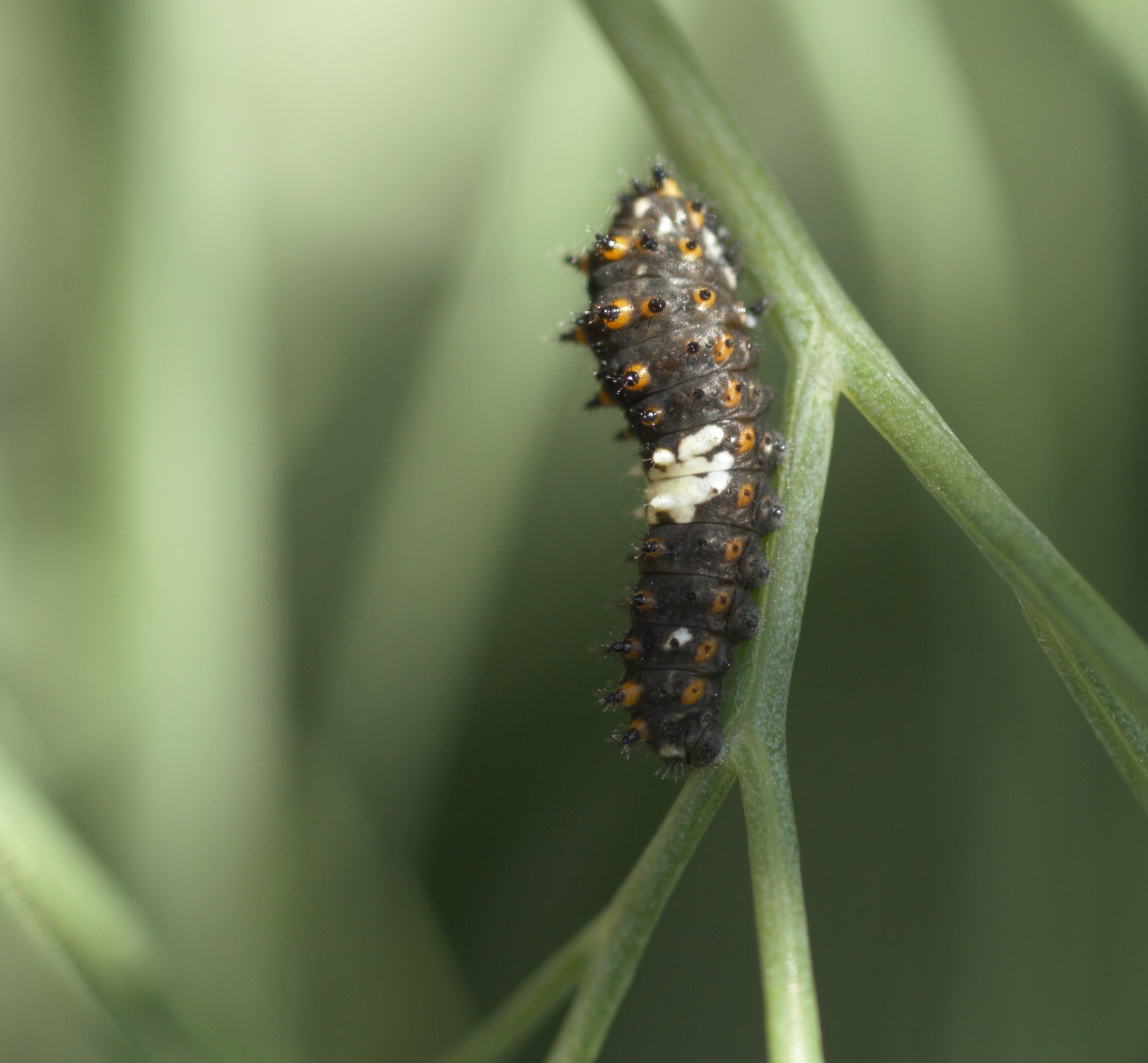 eastern-black-swallowtail-larvae-on-dill-mby-3-2-1 – Discover-Nature