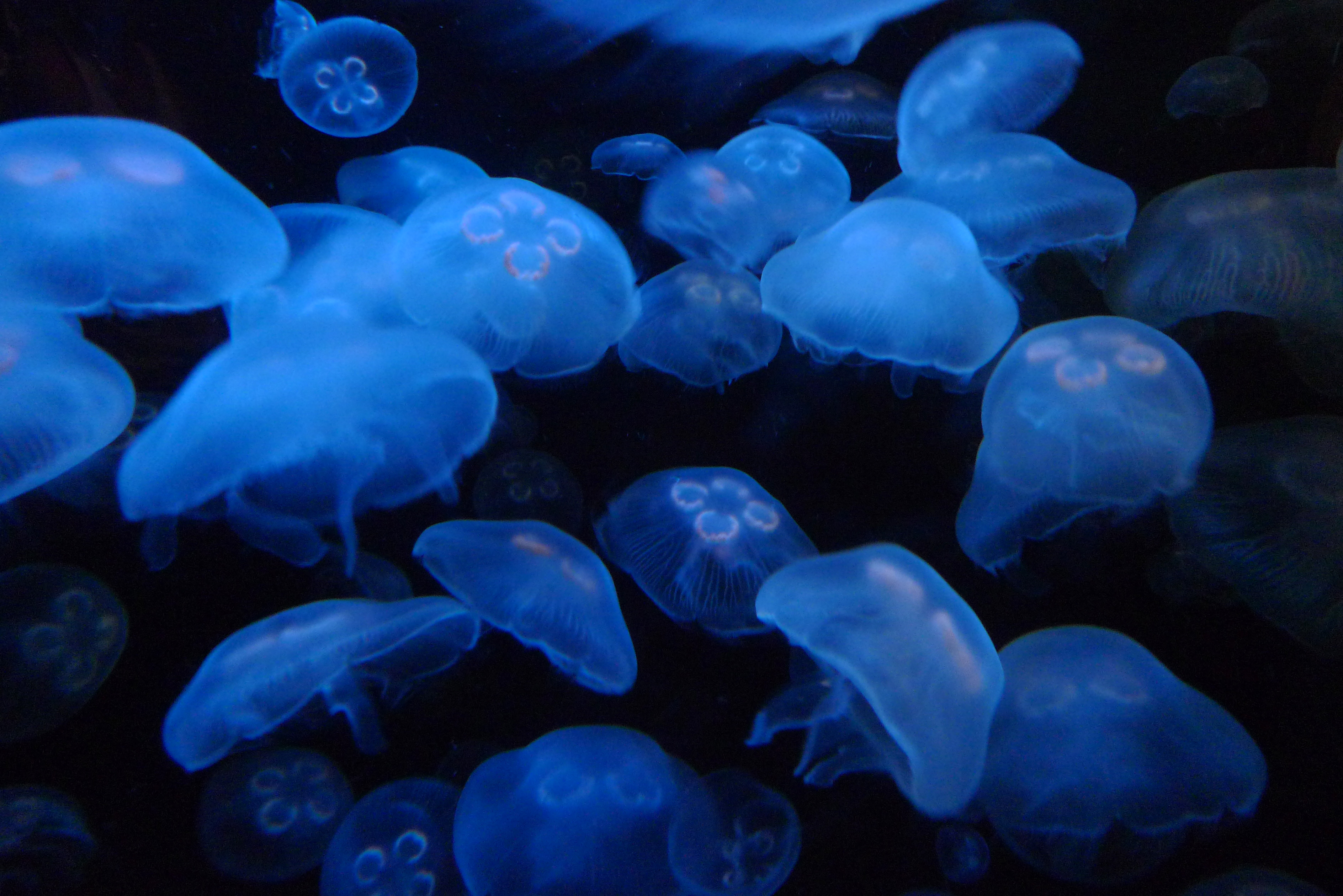 Moon Jellies – Discover-Nature