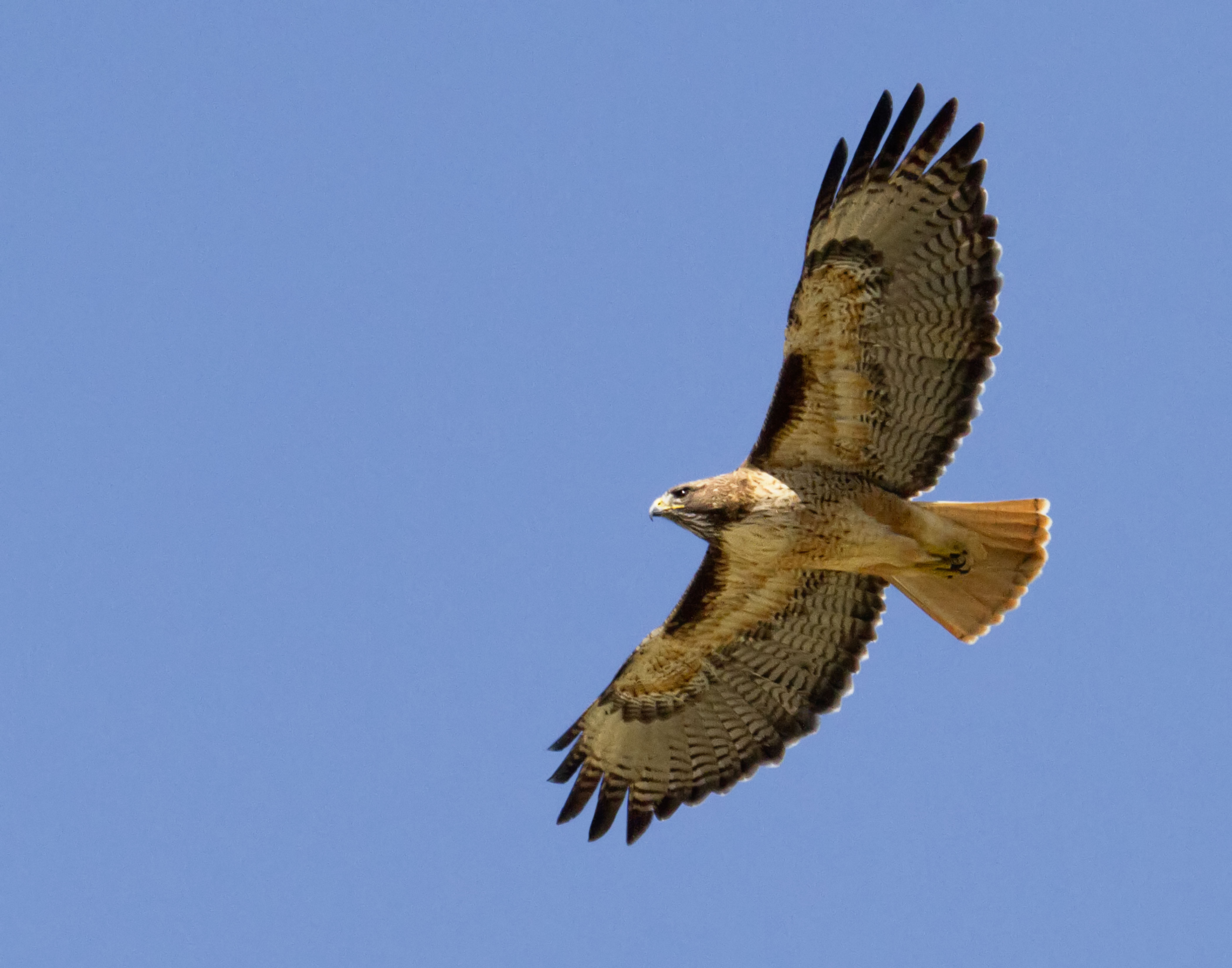 Illinois’ Hawks – Discover-Nature
