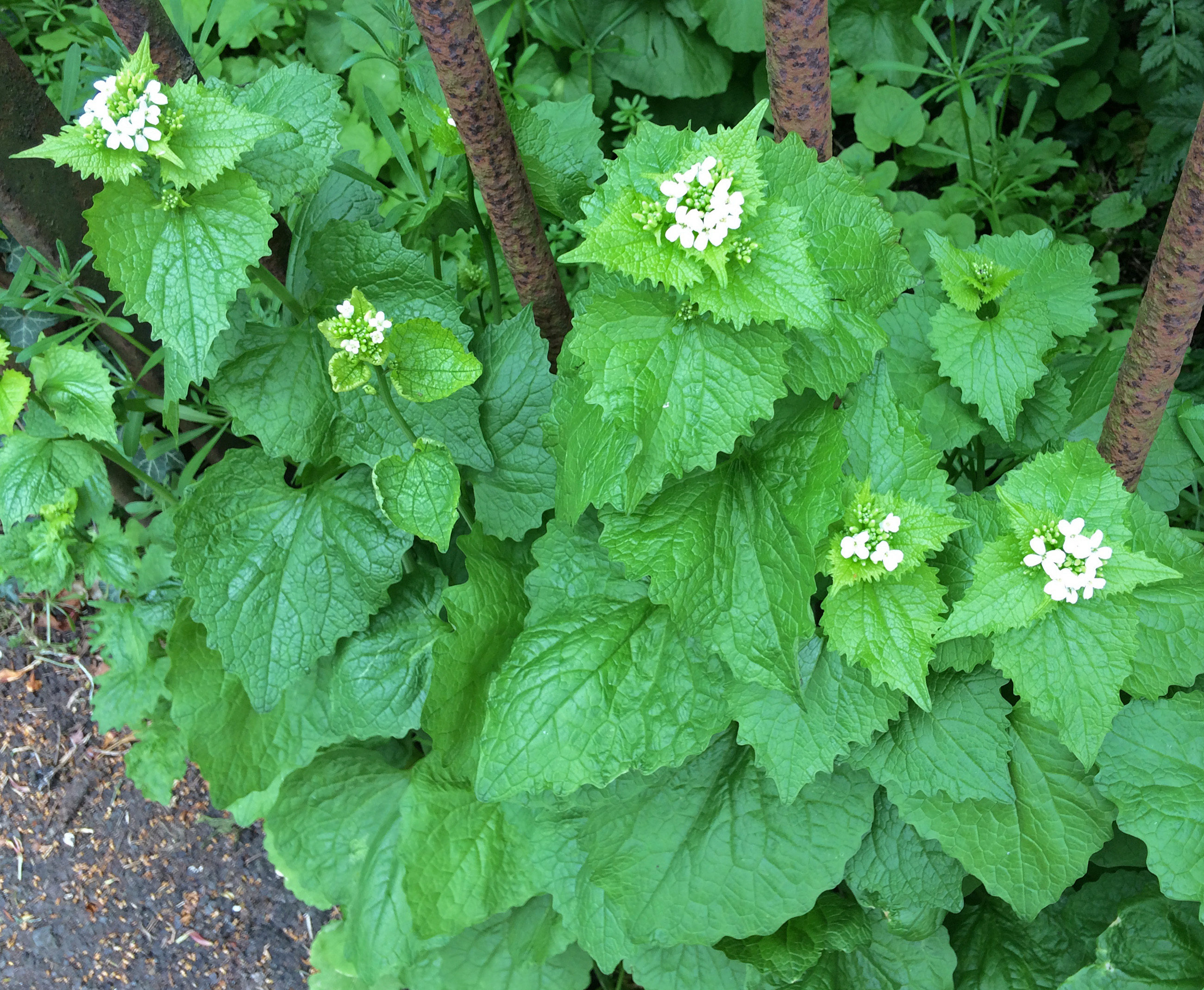 Exotic Invasives – Discover-Nature