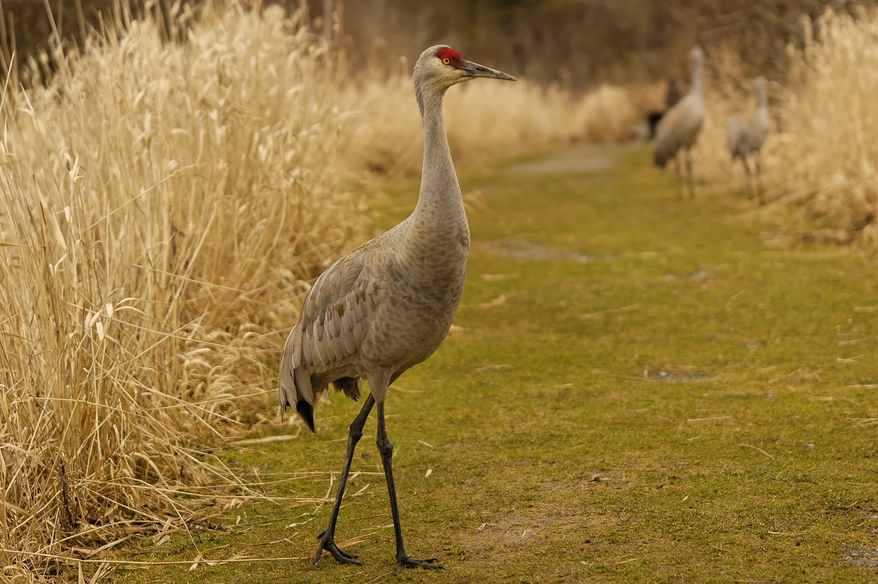 Sandhill Cranes – Discover-Nature