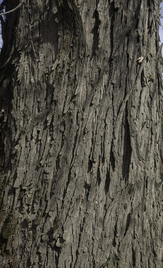 Winter Tree ID, pt.2 – Discover-Nature