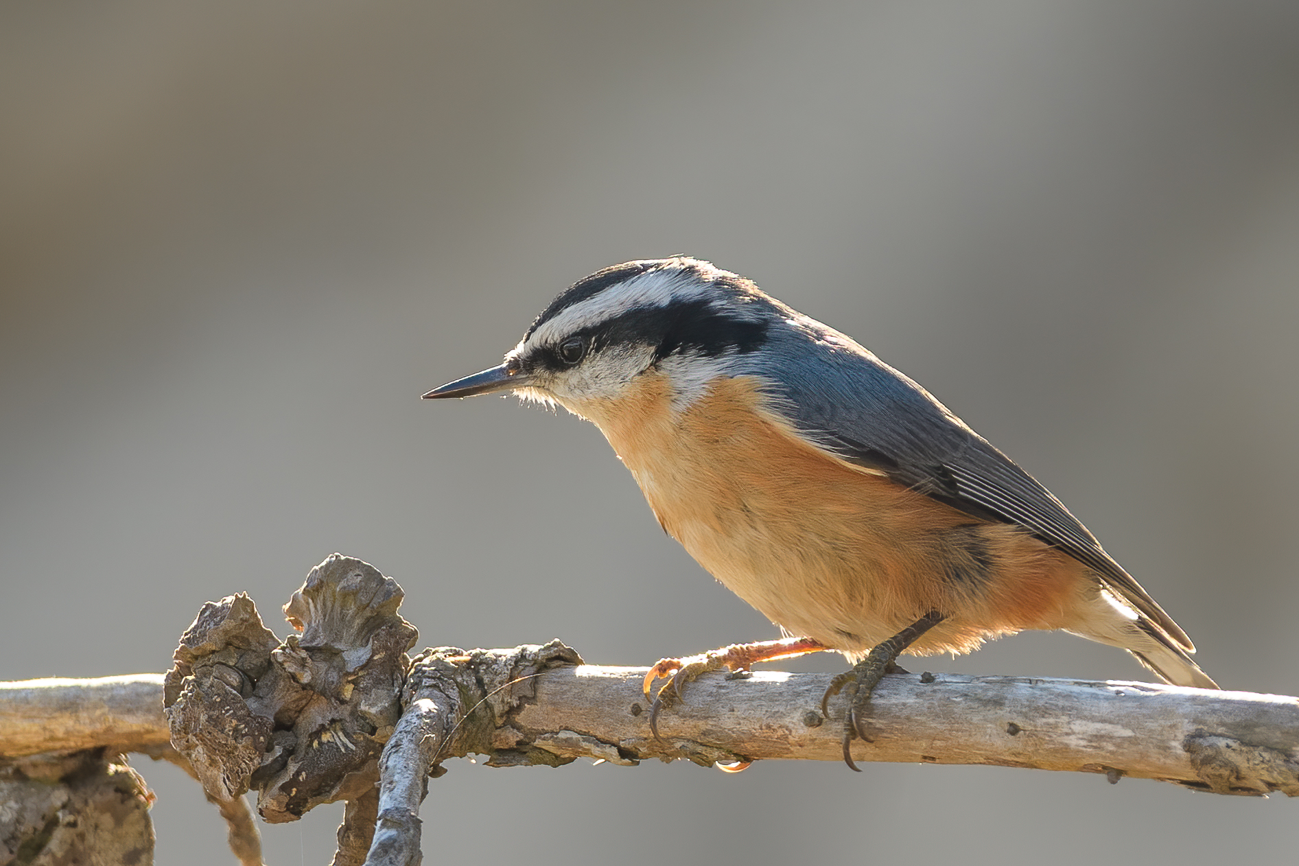 Red-breasted Nuthatch – Discover-Nature