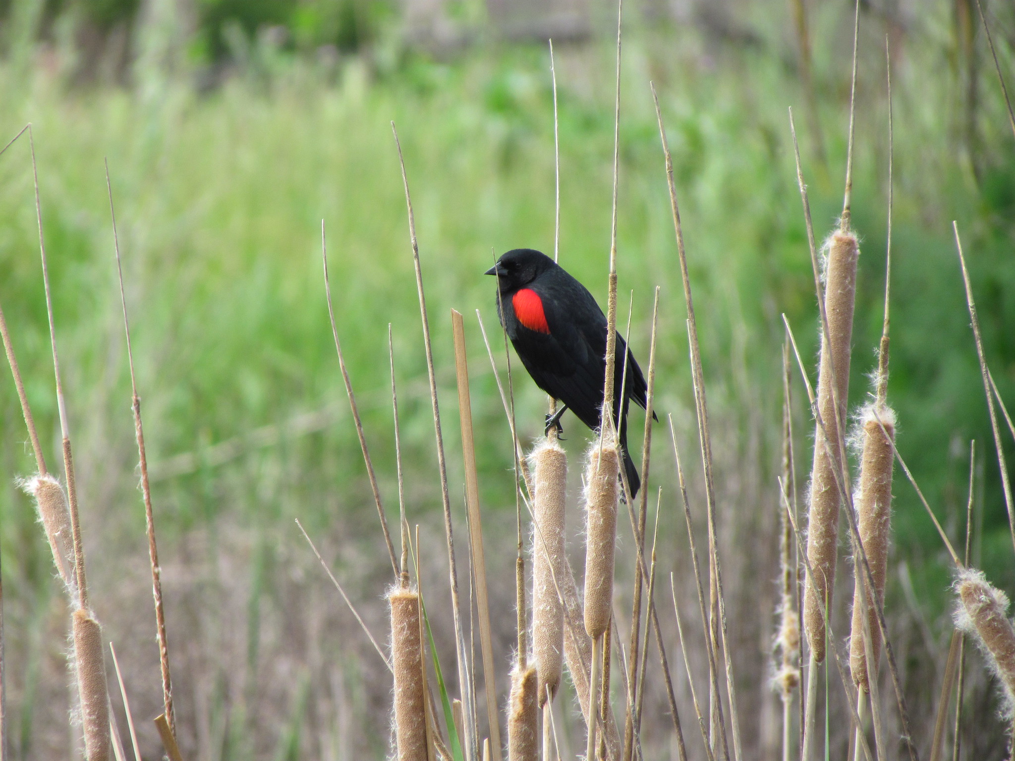 Red-winged Blackbirds – Discover-Nature