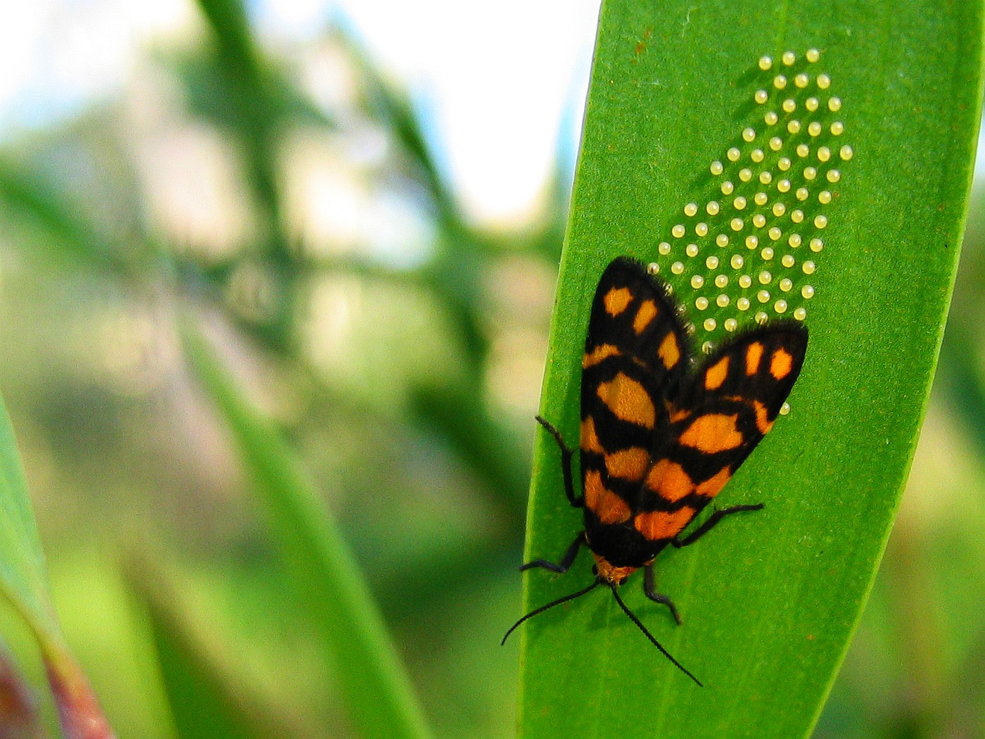 Butterfly Defense – Discover-Nature