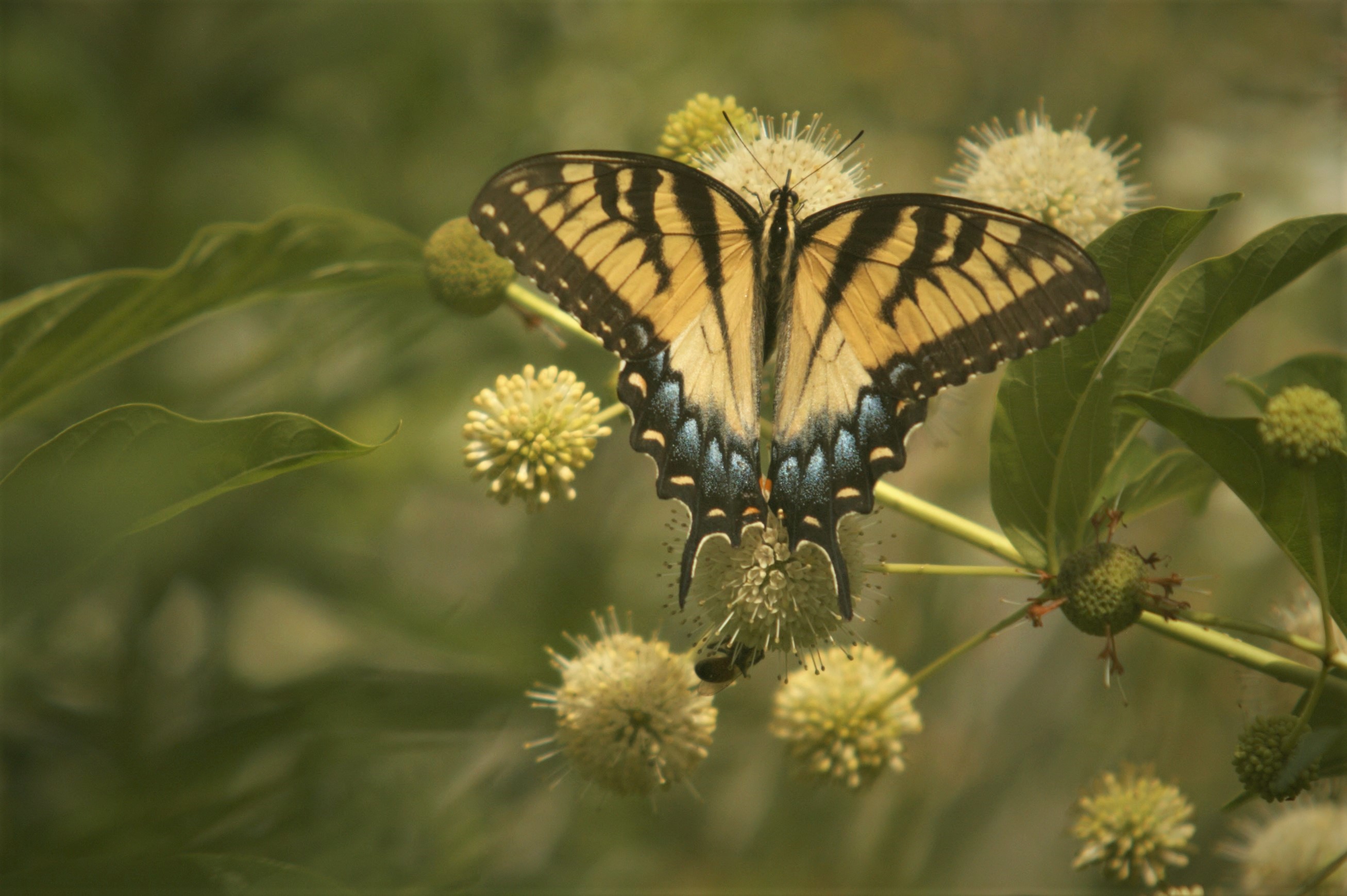 Butterfly Defense – Discover-Nature