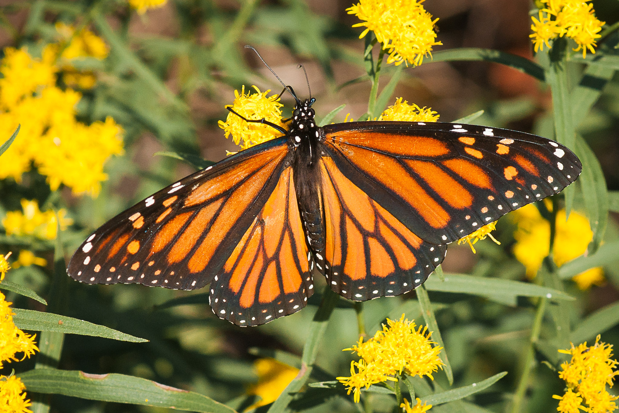 Butterfly Defense – Discover-Nature