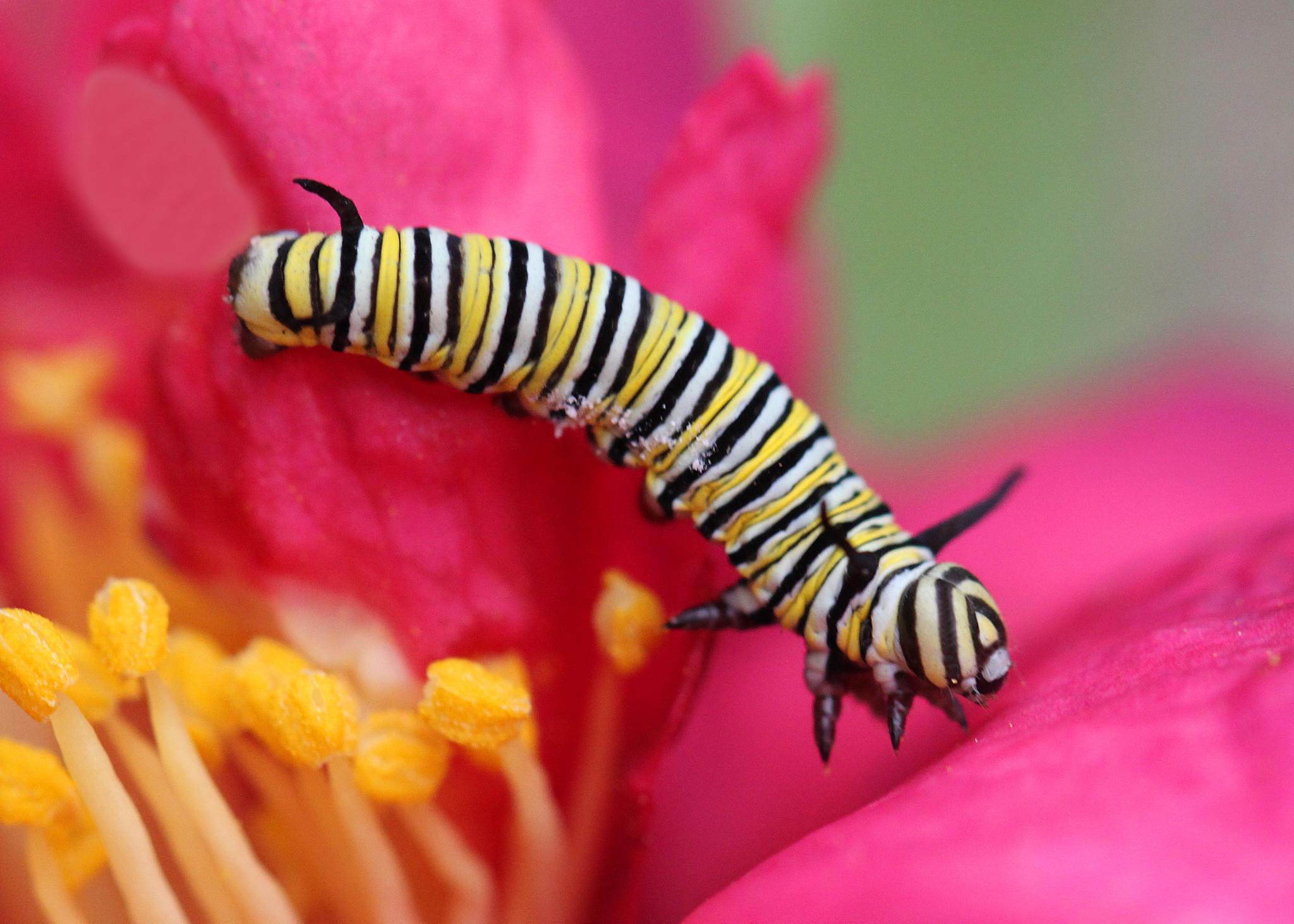 Butterfly Defense – Discover-Nature