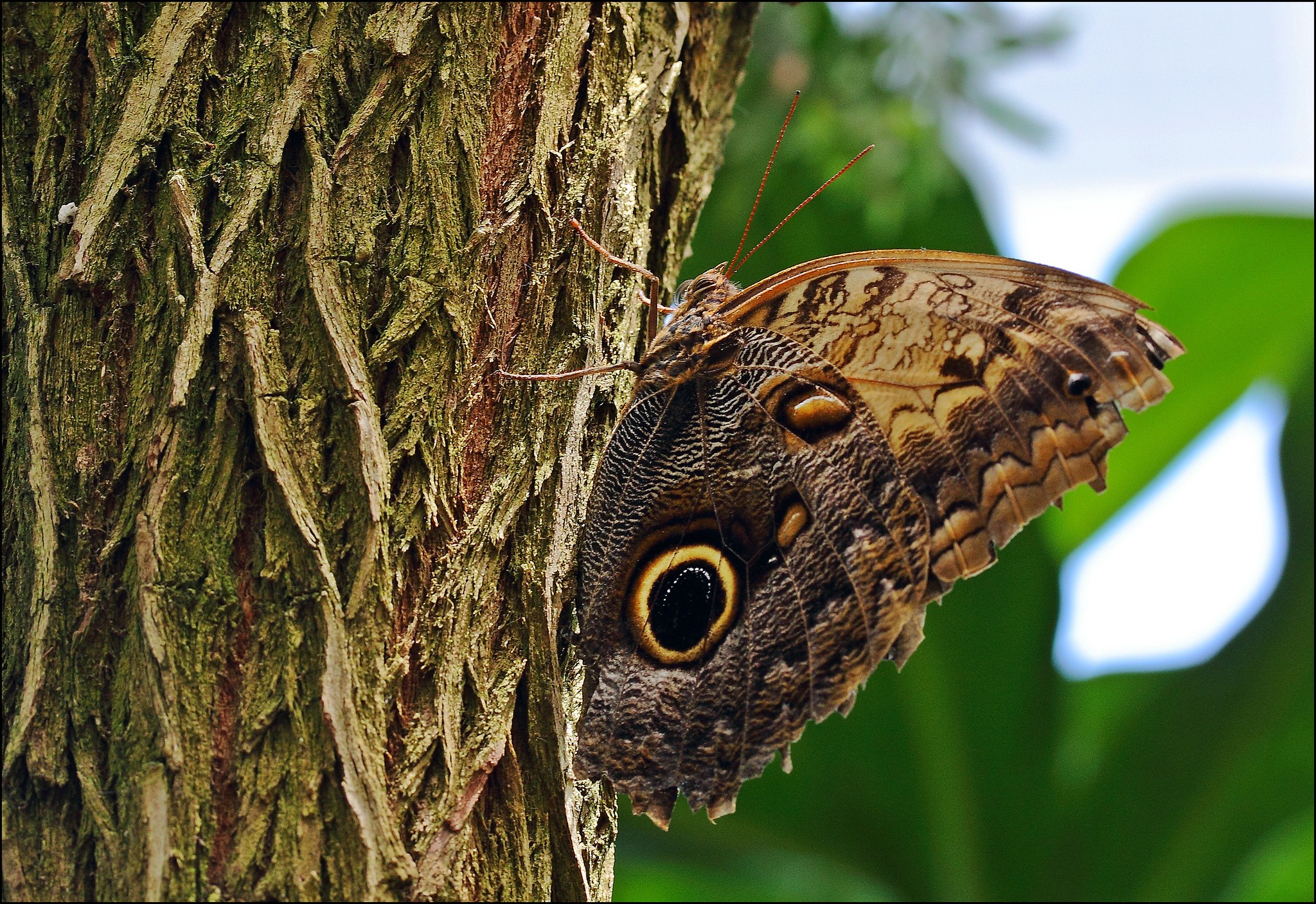 Butterfly Defense – Discover-Nature