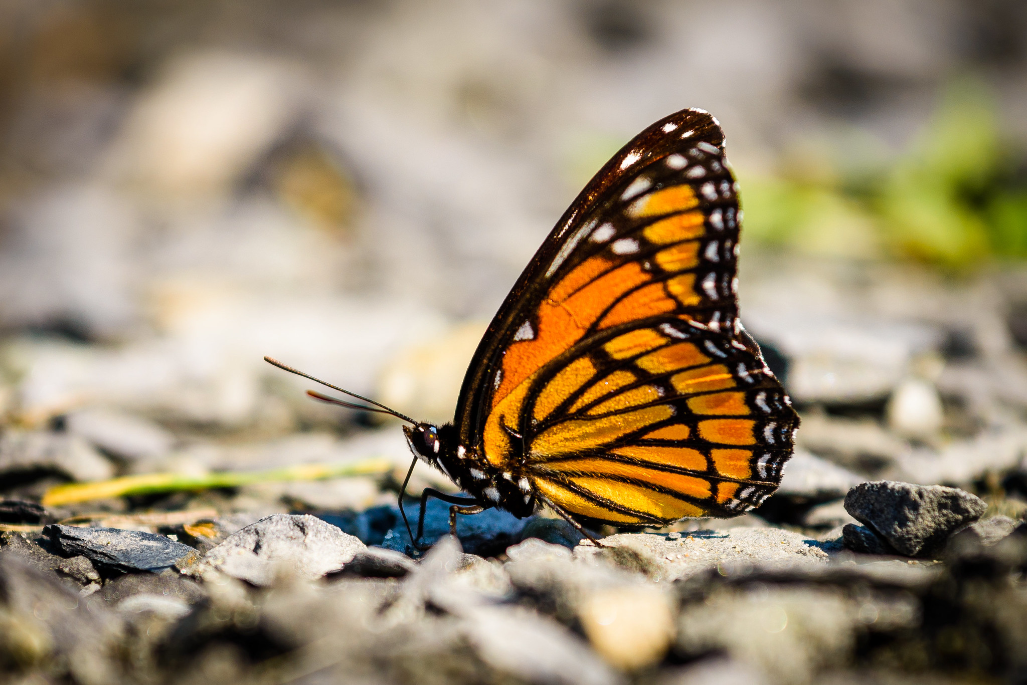 Butterfly Defense – Discover-Nature