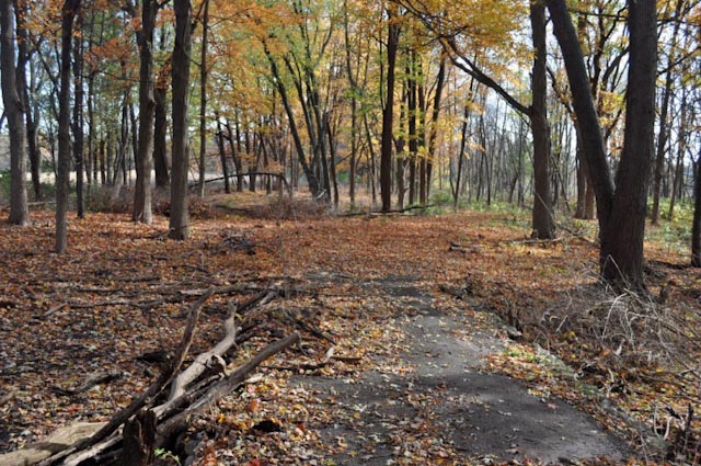 Forest Litter, Critters to See – Discover-Nature