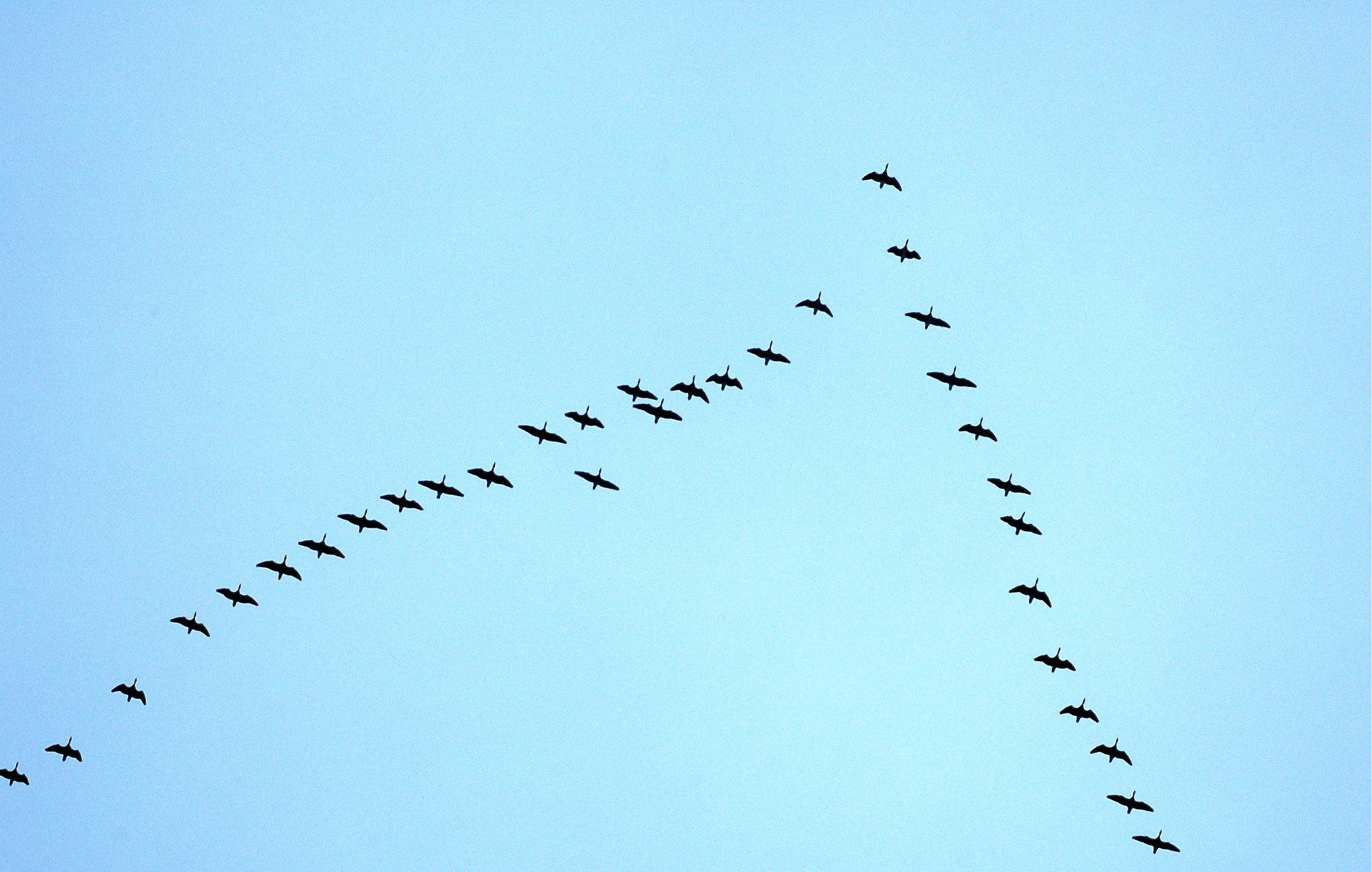 Bird Migration – Discover-Nature