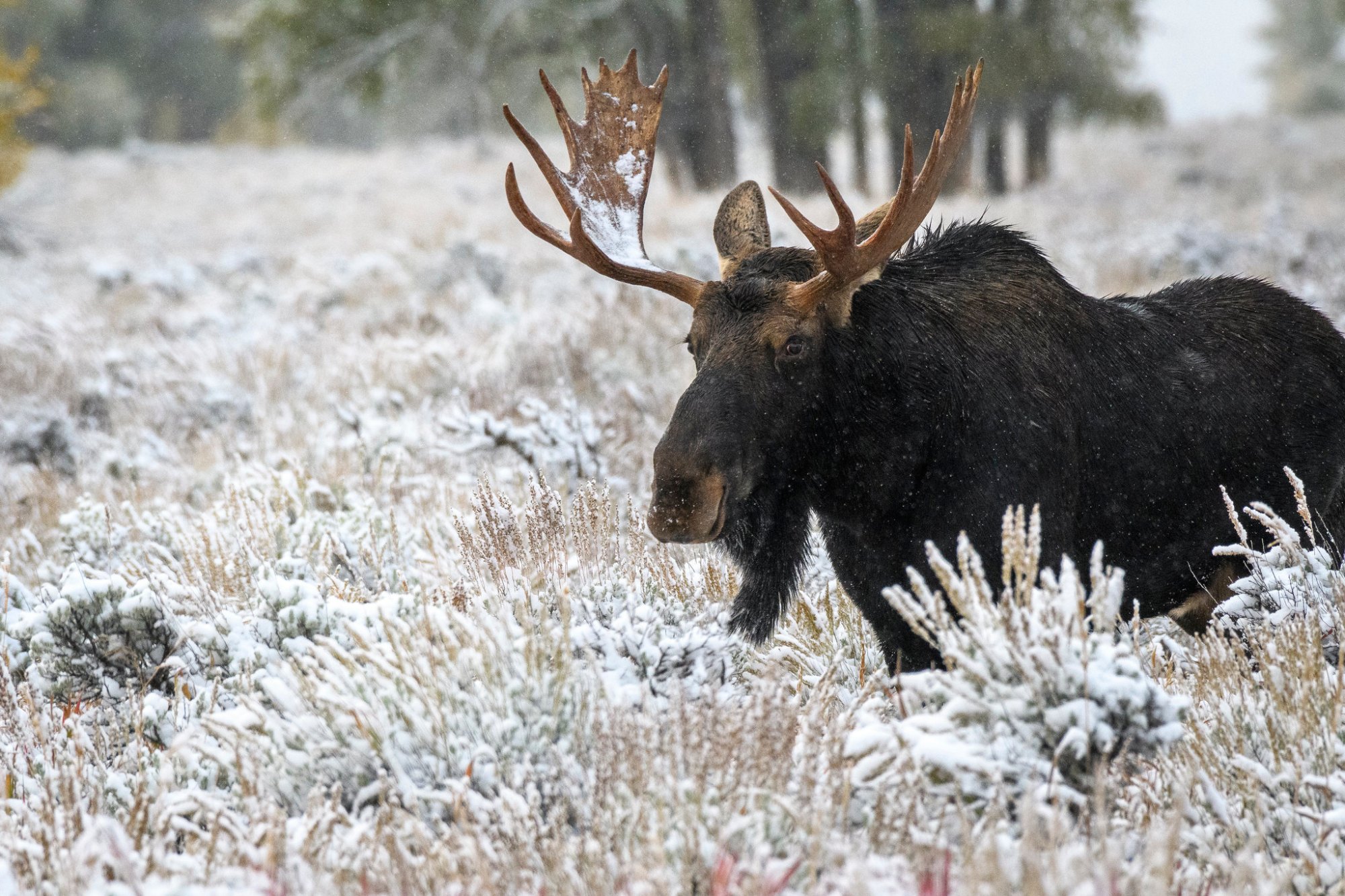 Arctic Adaptations – Discover-Nature