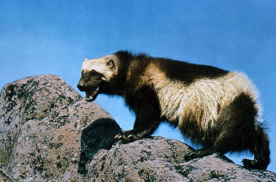 Weasels – Discover-Nature