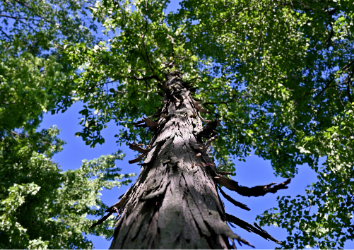 Oak-Hickory Forest – Discover-Nature