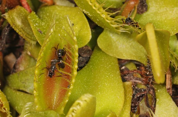 Wetland plants – Discover-Nature