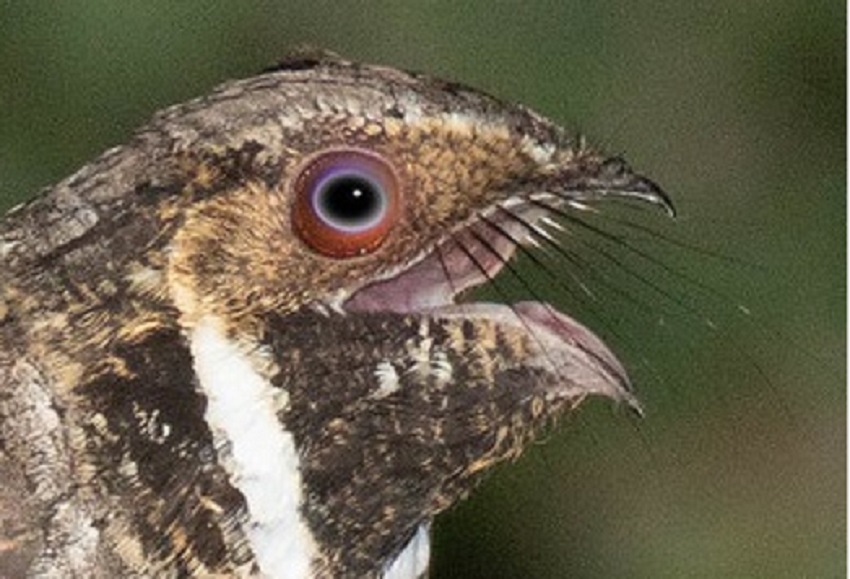 Bird Beaks – Discover-Nature