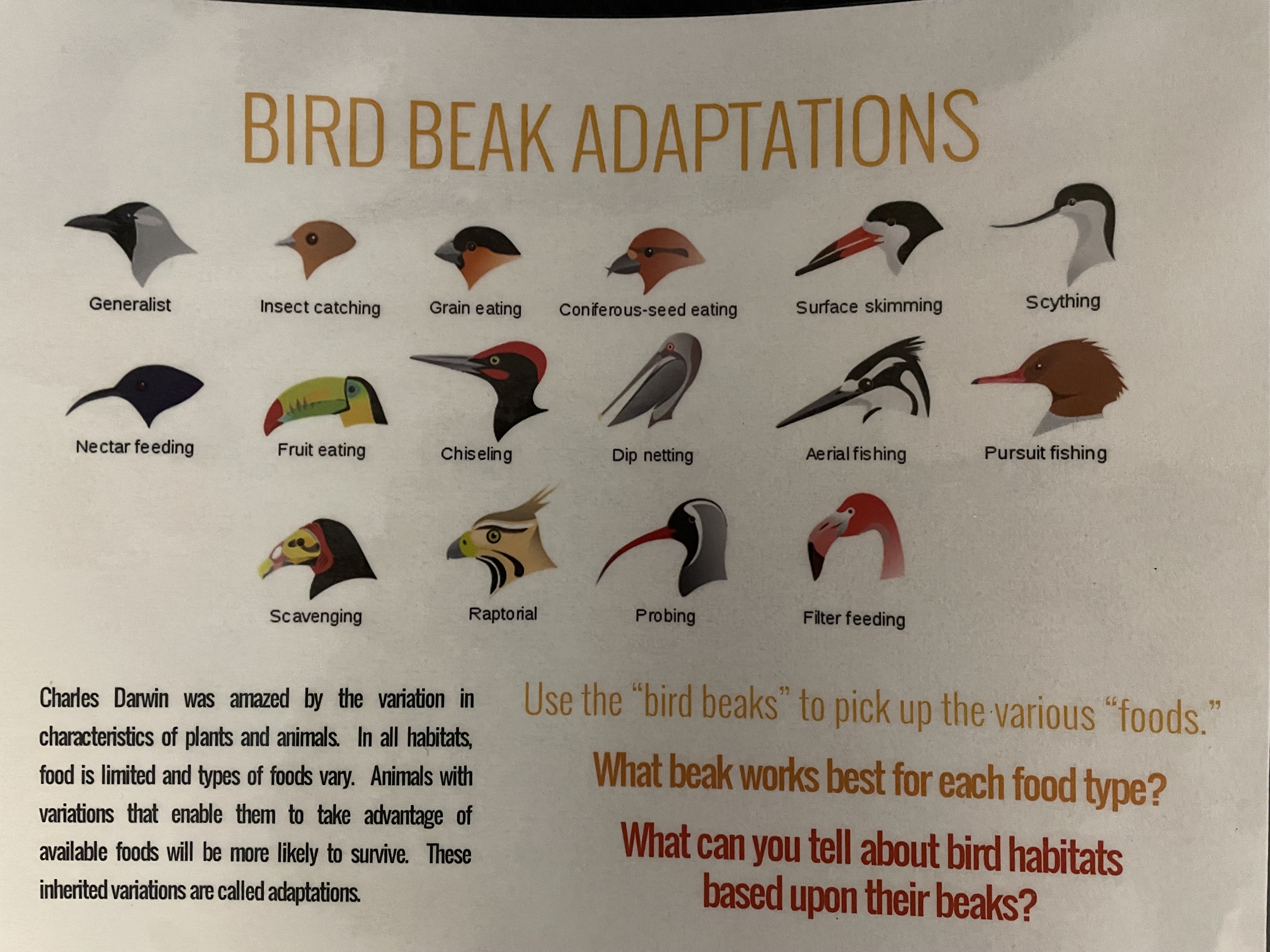 Bird Beaks – Discover-Nature