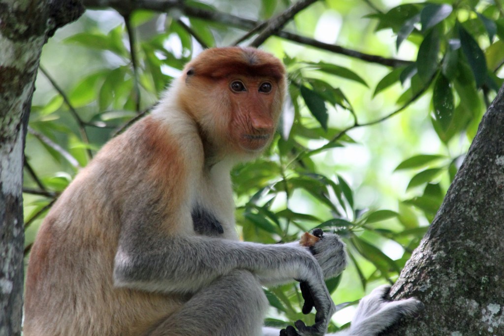 Extinct & Endangered – pt.2 – Discover-Nature