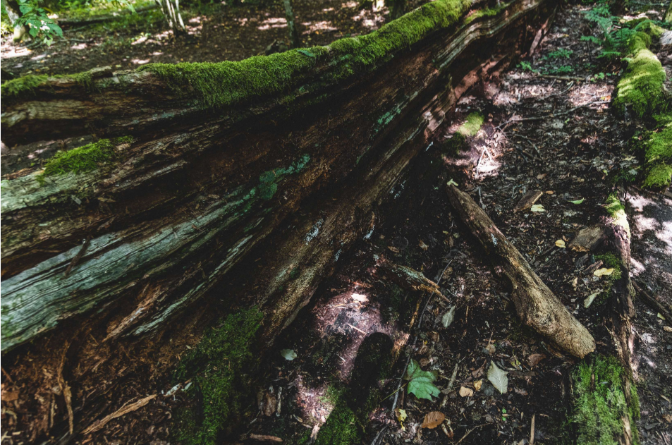 Oak Tree Habitat, pt.1 – Discover-Nature