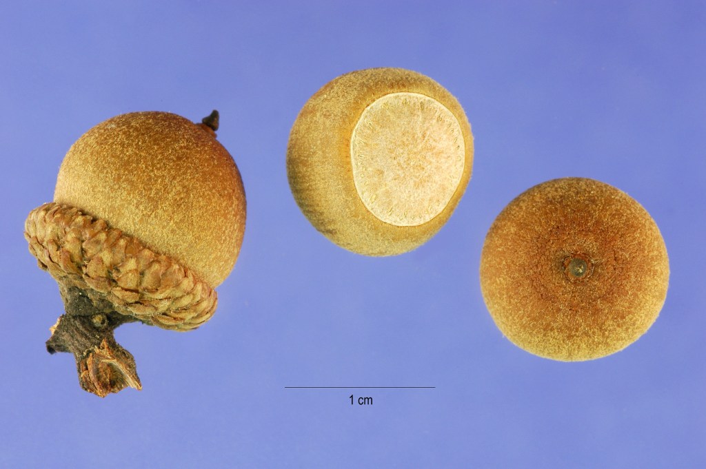 Oak Tree Habitat, pt.1 – Discover-Nature