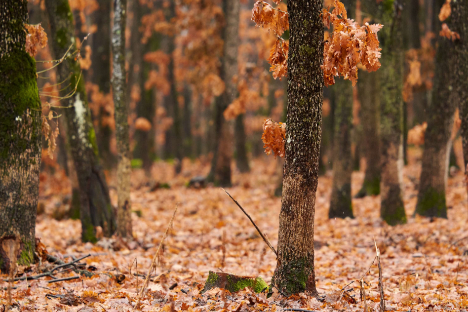 Oak Tree Habitat, pt.3 – Discover-Nature