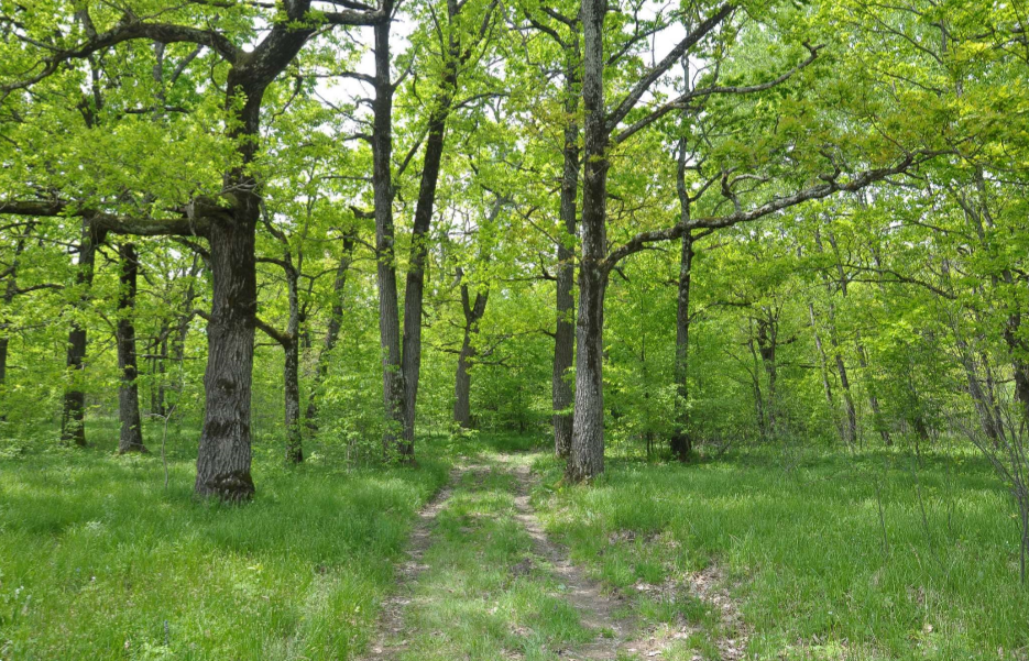 Oak Tree Habitat, pt.2 – Discover-Nature