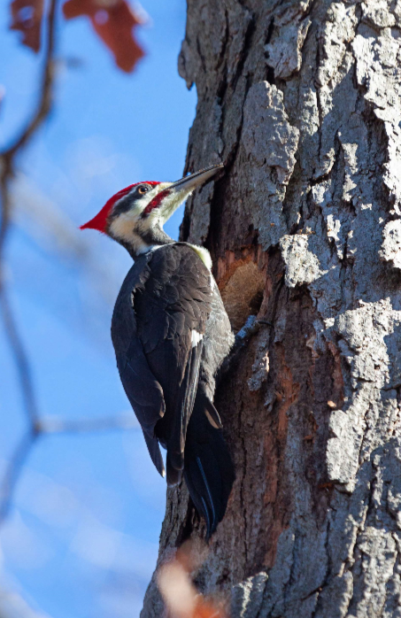 Oak Tree Habitat, pt.2 – Discover-Nature