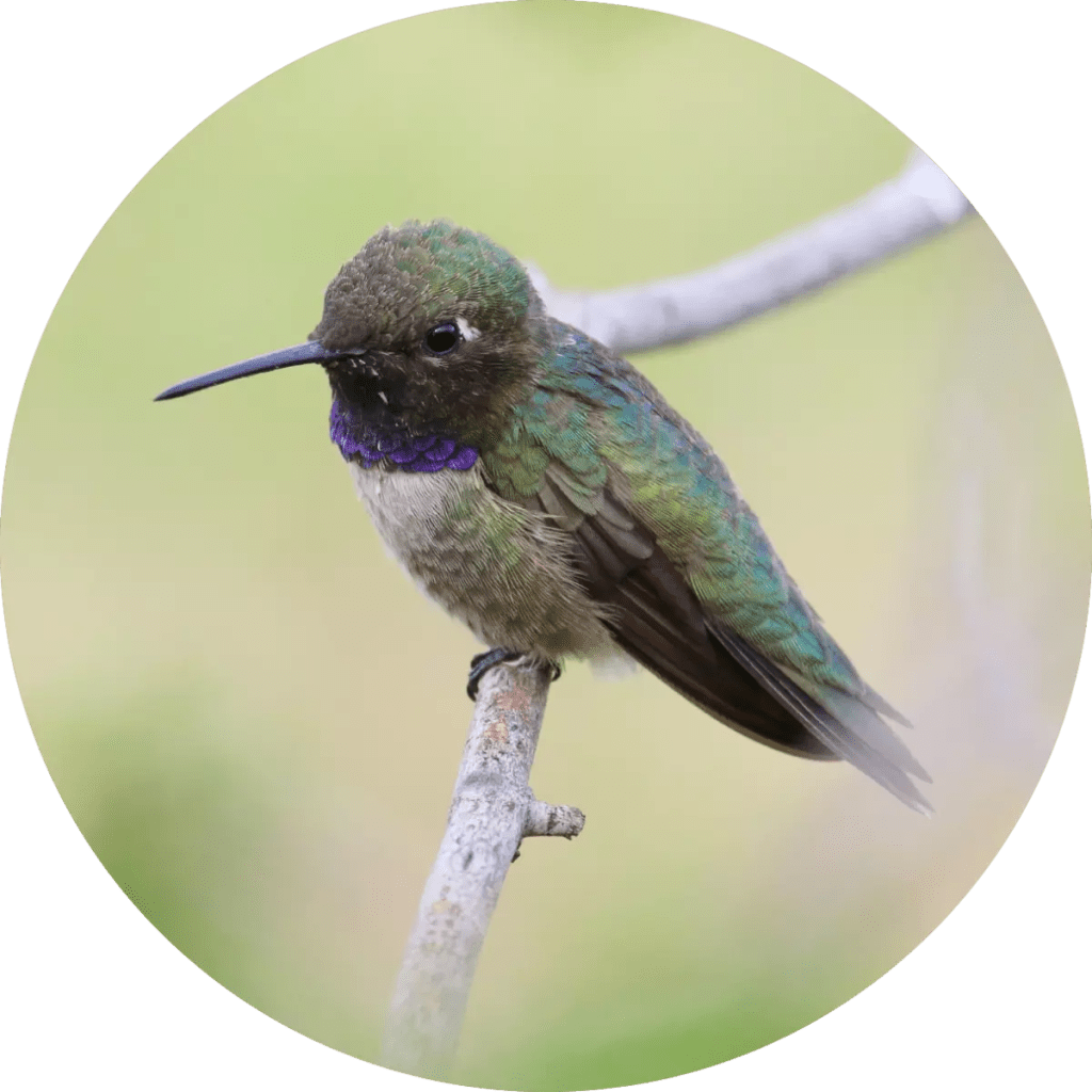 Hummingbirds – Discover-Nature