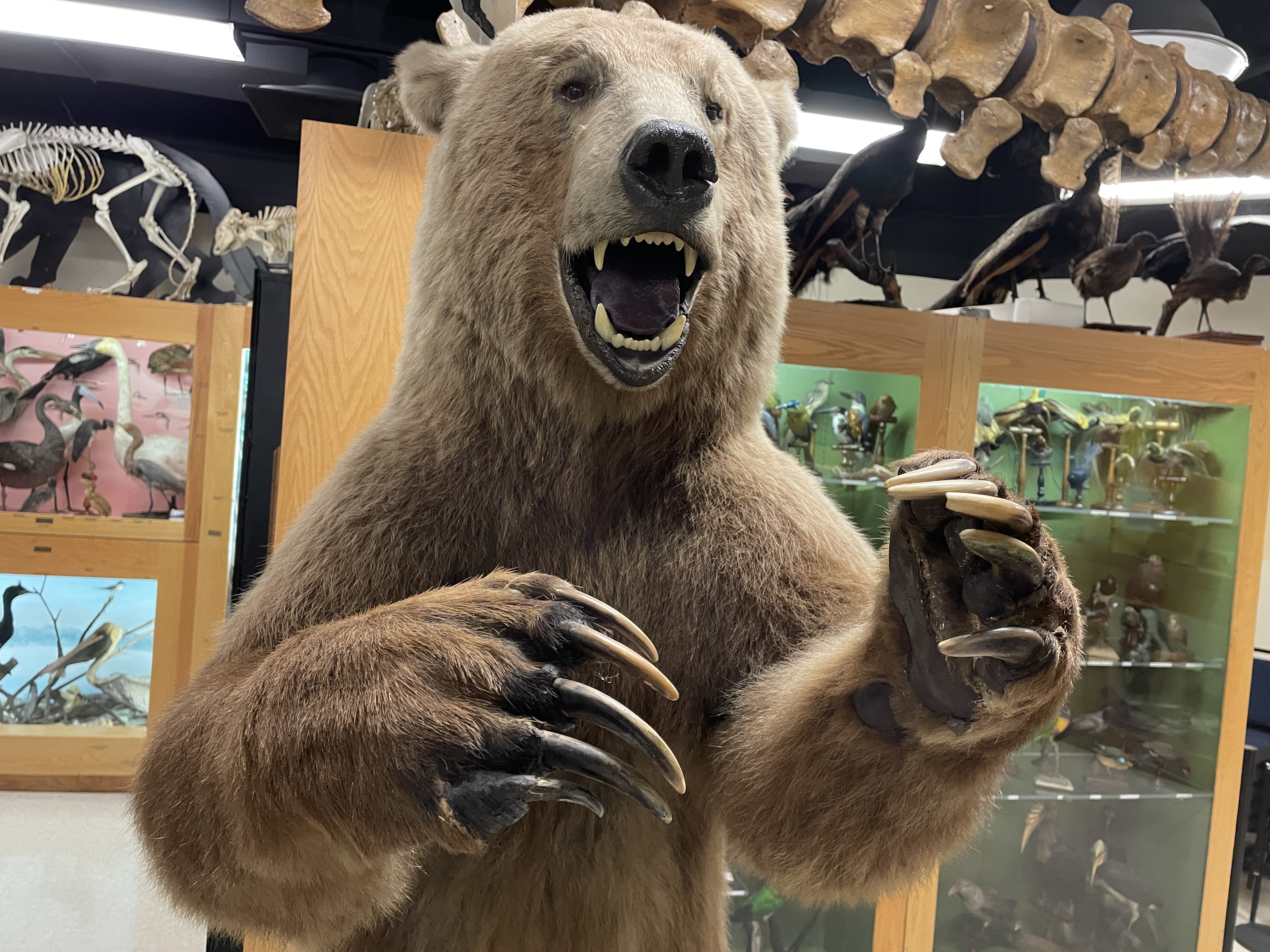 Bear Bones – Discover-Nature