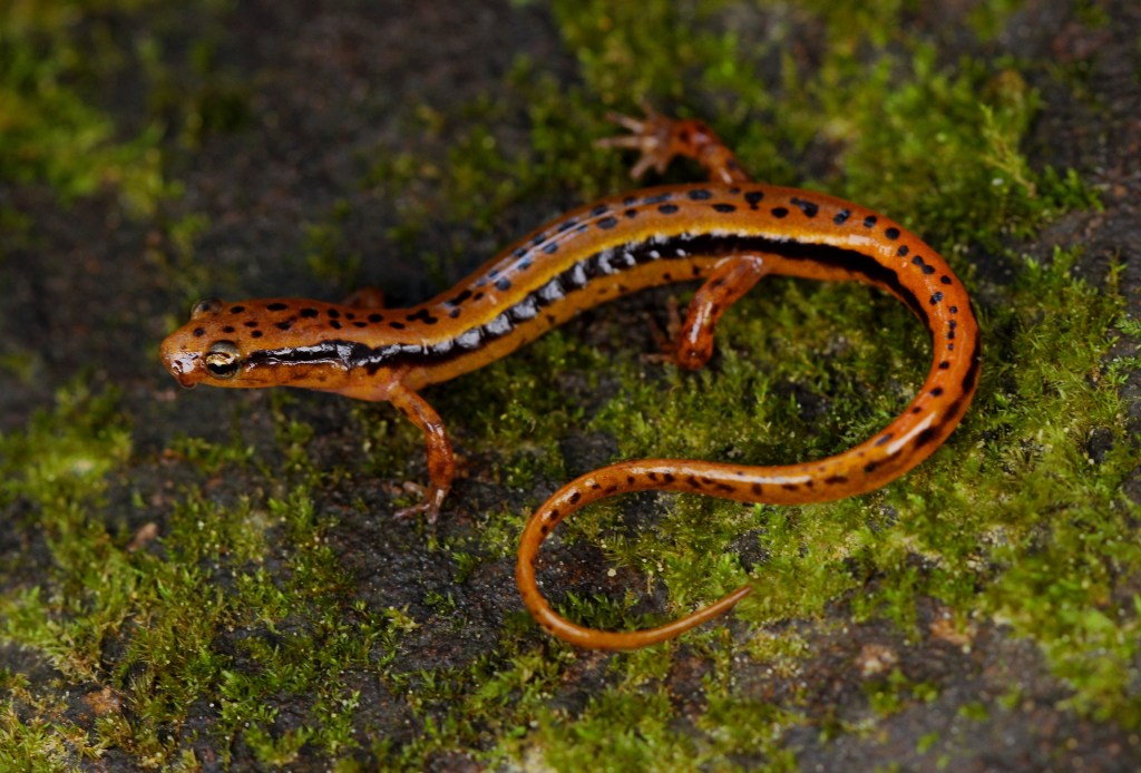 Salamanders – Discover-Nature
