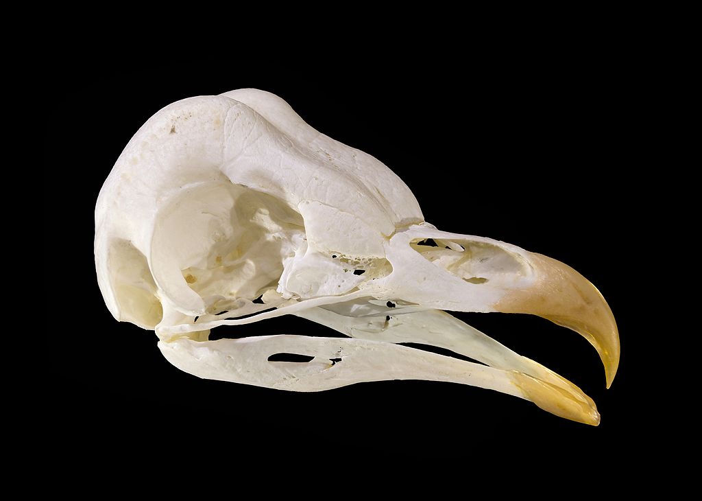 Bird Beaks – Discover-Nature